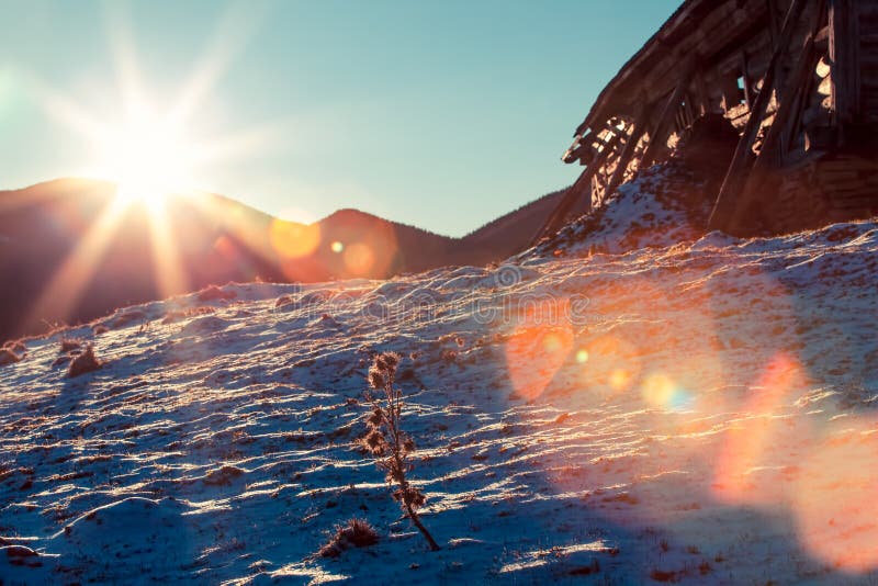 Solar Flare on Snowy Slopes Stock Photo - Image of bush, freedom: 47567418