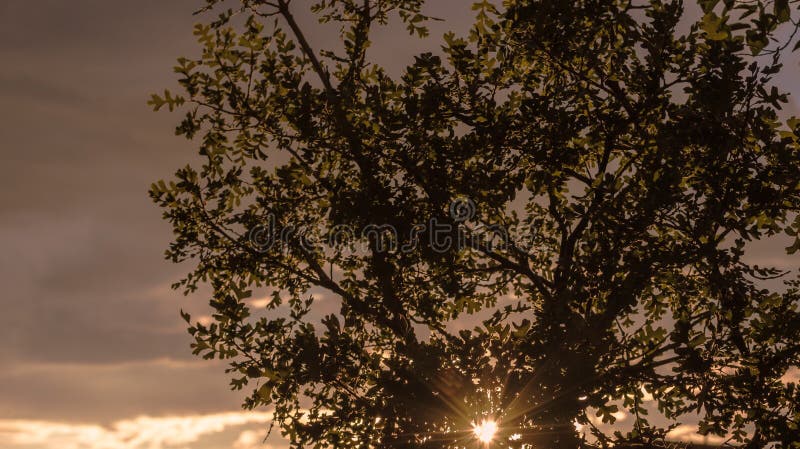 Solar Flare and Tree stock photo. Image of colorful - 254363480