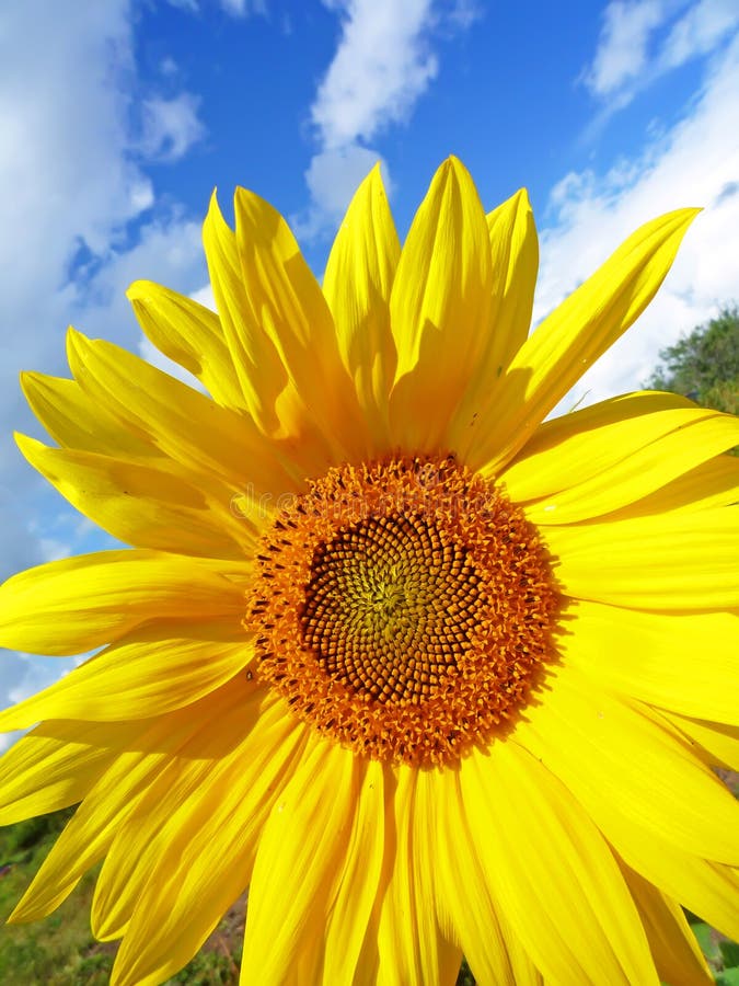 Solar flower in the sky stock image. Image of blue, urban - 12171501