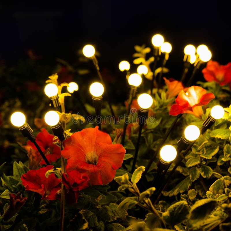 Solar Garden Lights in a Flower Bed at Night Stock Photo - Image of ...