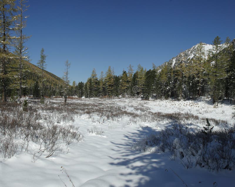 Solar glade. stock photo. Image of blue, russia, altai - 9606244