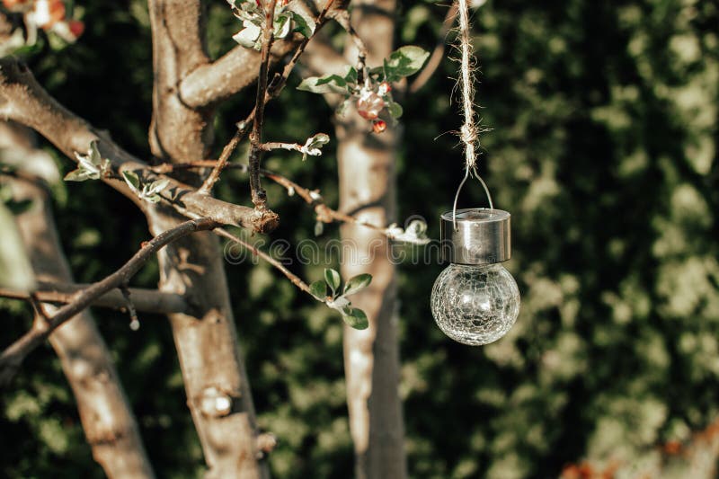 Solar Light Bulb is Hanging on the Apple Tree Branch Stock Image ...