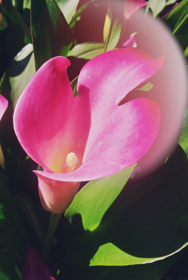 Solar Lilly stock image. Image of lilly, solar, flowers - 177070873