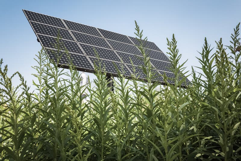 Solar Panel in the High Grass Stock Photo - Image of green, grass: 72775400