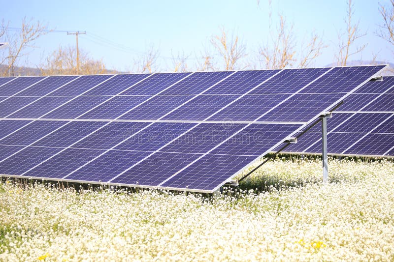Solar Panels on the Flowers of Spring Meadow Blue Sky Stock Photo ...