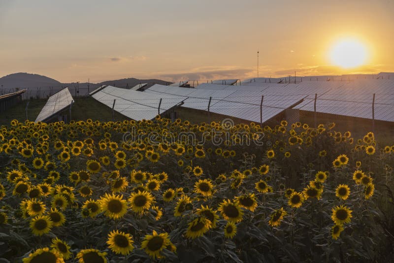 Solar Panels on a Sunflower Field Stock Photo - Image of electrical ...