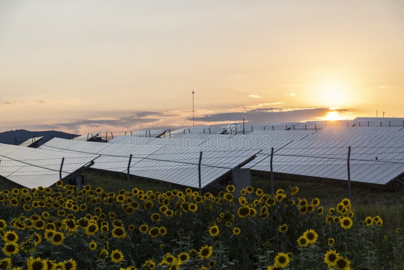 Solar Panels on a Sunflower Field Stock Photo - Image of ecosystem ...