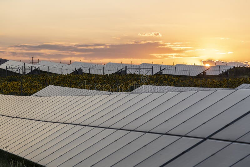 Solar Panels on a Sunflower Field Stock Image - Image of reflection ...