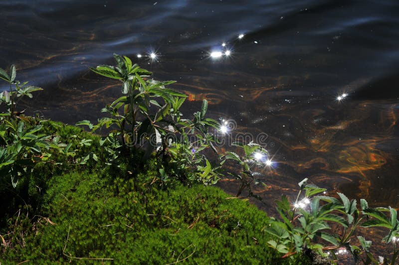 Solar Patches of Light on a Grass Stock Image - Image of patches, lake ...