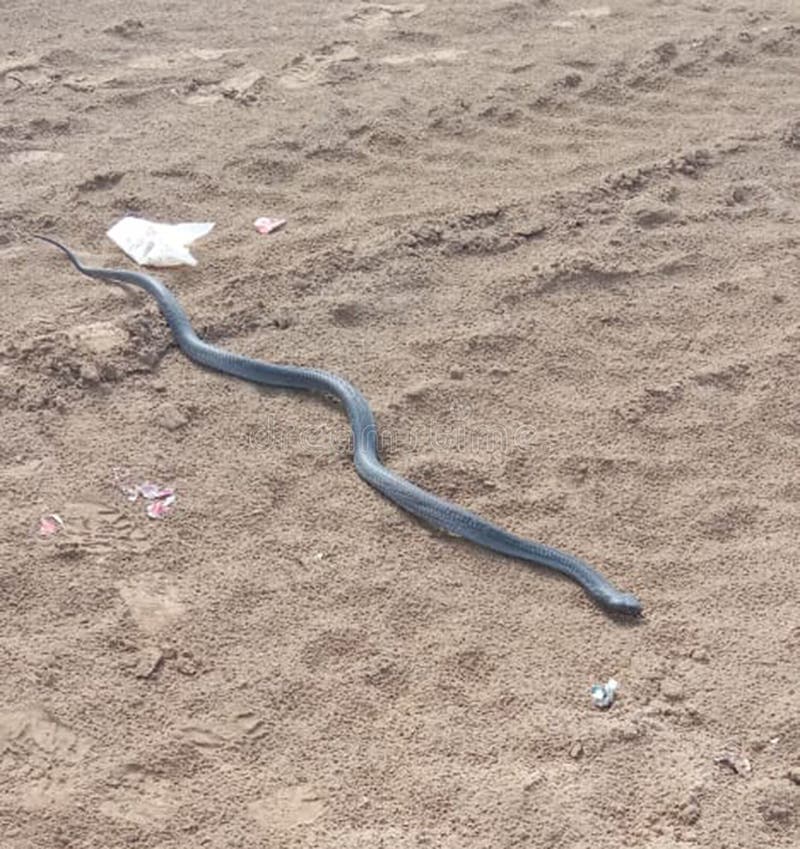 Snake in Desert Area of Rajasthan, India Stock Photo - Image of ...
