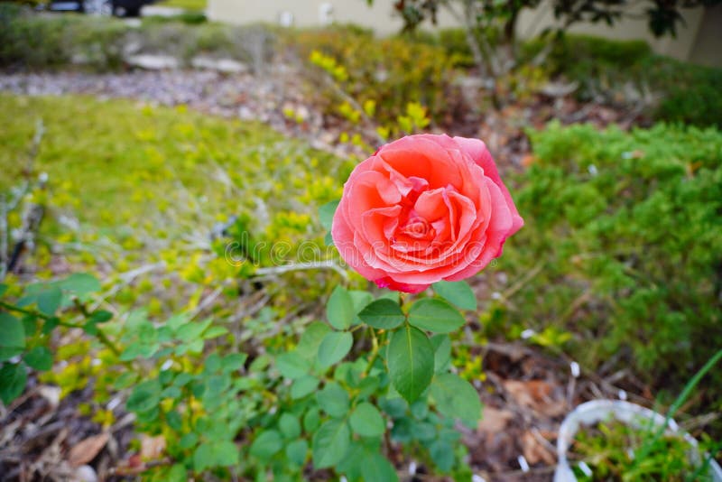Solar Power Garden Light Lamp at Night Stock Photo - Image of cells ...