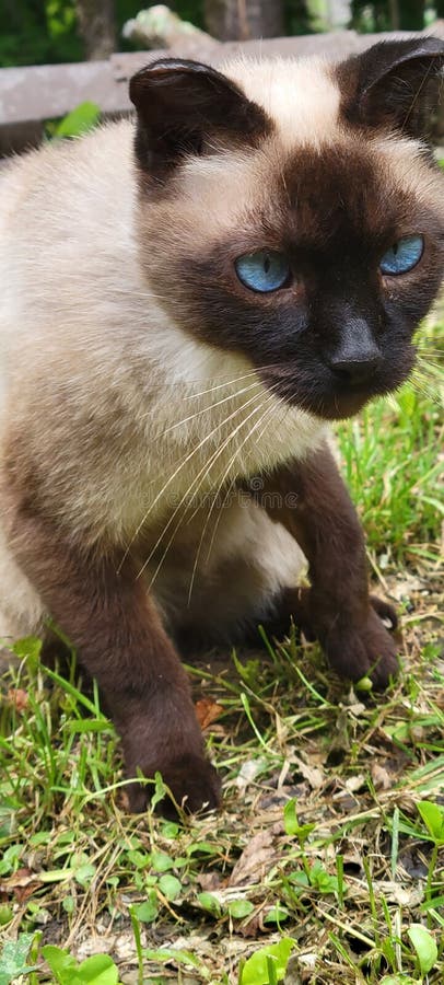 Solar powered cat eyes stock image. Image of squirrel - 232091111