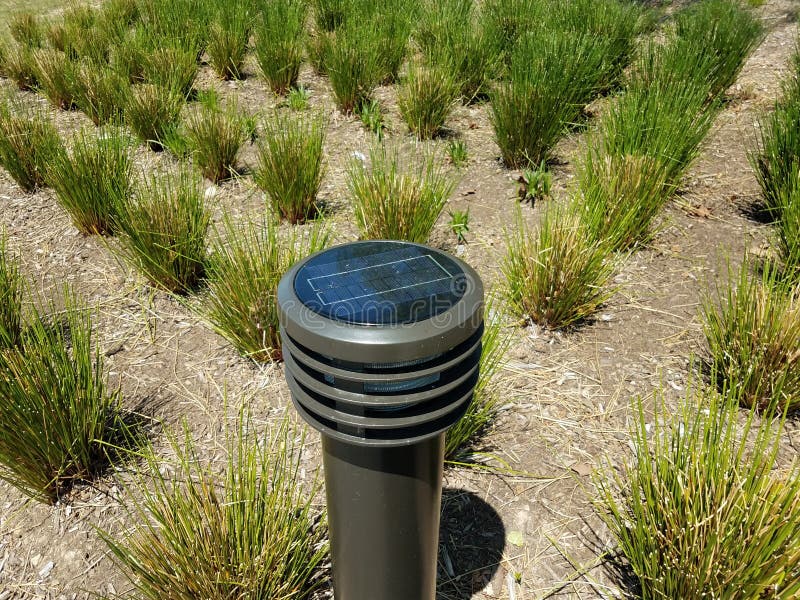 Solar Powered Light and Green Grasses and Brown Mulch Stock Image ...