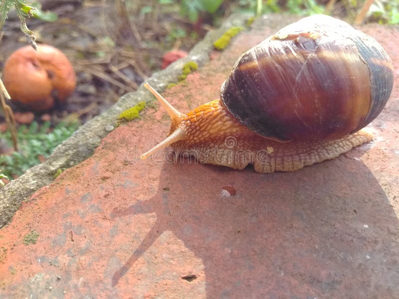Solar snail with shadow stock image. Image of green - 150197329
