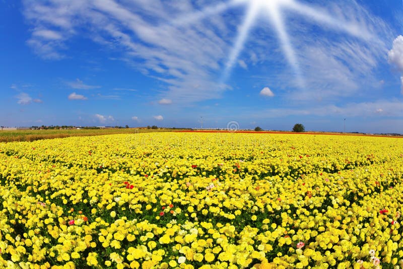 Solar Spring Day in Fields Buttercups Stock Image - Image of freshness ...