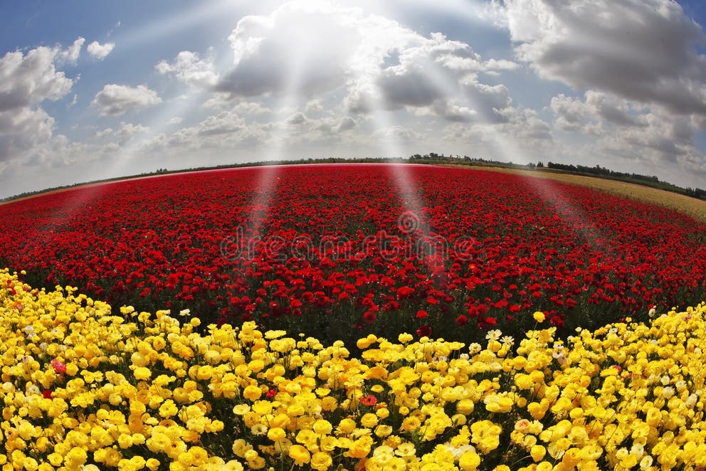 Solar Spring Day in Flowers Buttercups Stock Photo - Image of beautiful ...