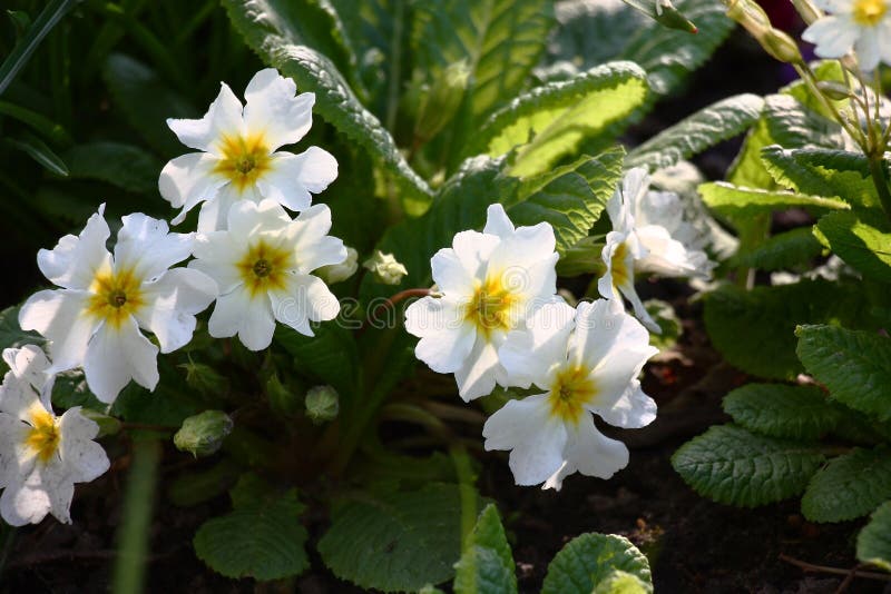 White Primula at the End of the Day. Stock Photo - Image of green ...