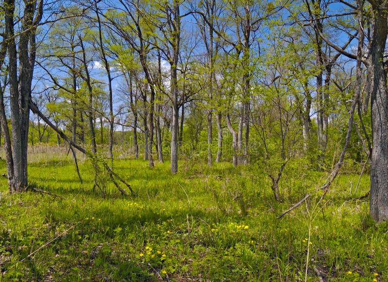 Solar spring day in wood stock image. Image of grass - 20276433