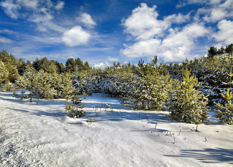 Solar winter day stock photo. Image of outdoor, needle - 18673122