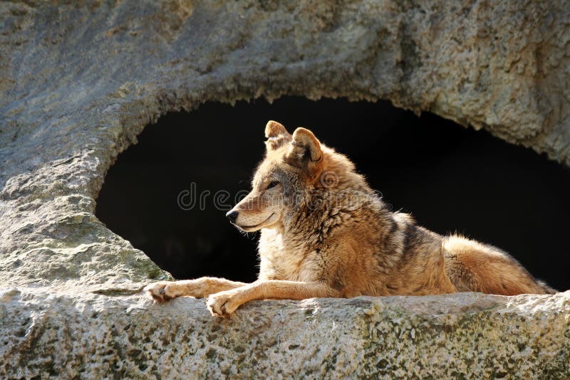 Solar wolf stock photo. Image of observing, outdoors, countryside - 3697488