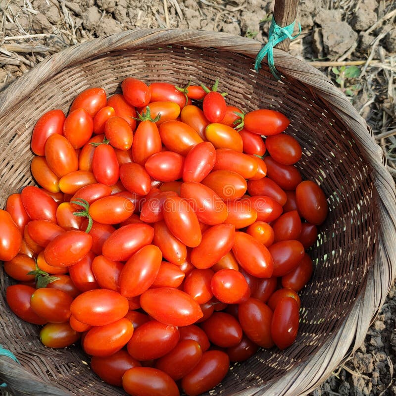 Sweet Organic Solarino Tomato in a Basket Stock Photo - Image of fruit ...