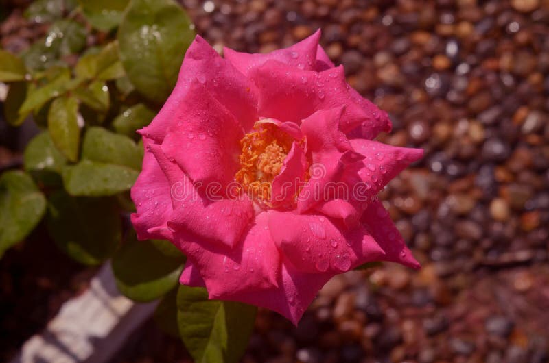 Solas rosas rosadas imagen de archivo. Imagen de travieso - 104241891