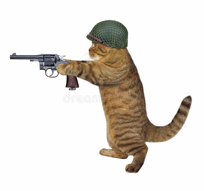 Soldado Del Gato Con El Arma Imagen de archivo - Imagen de gato ...