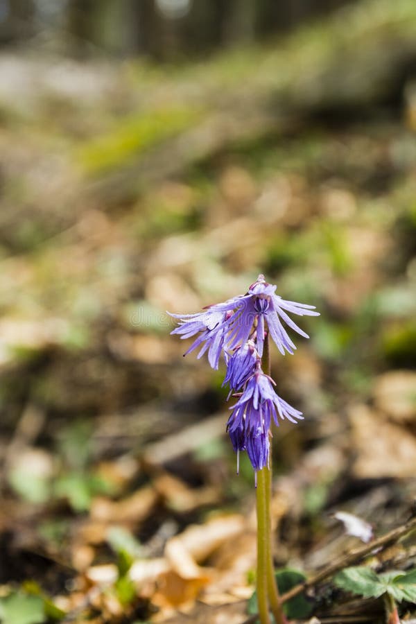 Soldanella Snowbell stock photo. Image of blooms, botany - 54895518