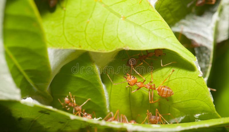 Fourmis Rouges Fourmis De Soldat Photo stock - Image du reine, rouge ...