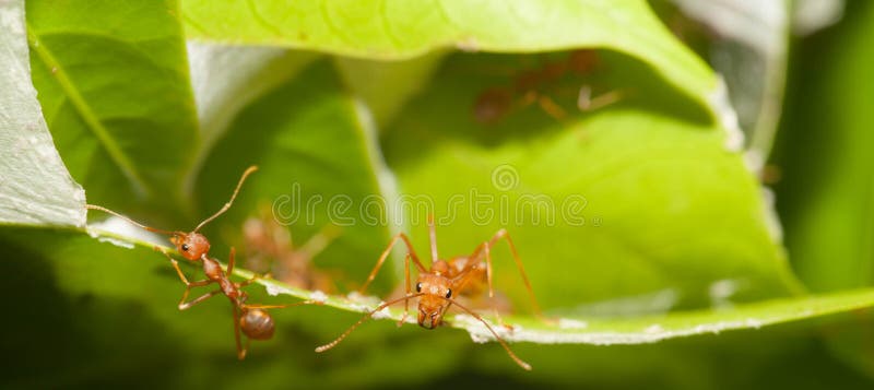 Fourmis Rouges Fourmis De Soldat Photo stock - Image du reine, rouge ...
