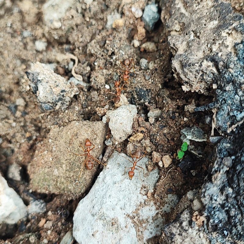 Solder Ant Stock Photos - Free & Royalty-Free Stock Photos from Dreamstime