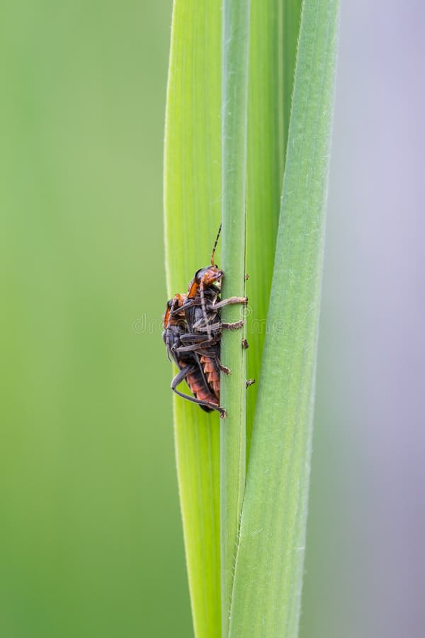 Soldier Beetles / Cantharides Stock Photo - Image of cantharides ...