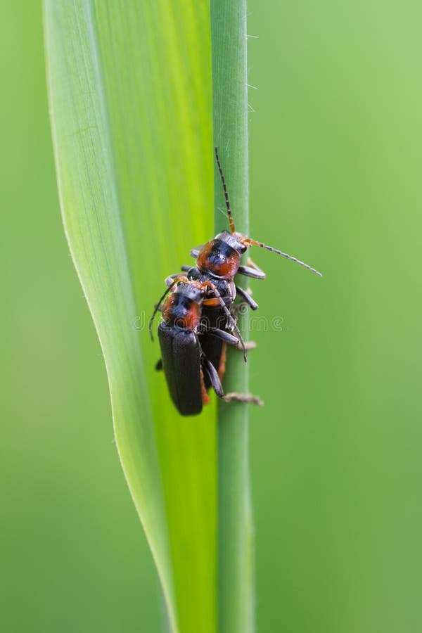 Soldier Beetles / Cantharides Stock Image - Image of leatherwing, macro ...