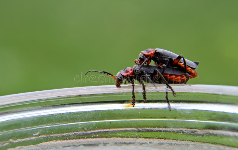 Soldier Beetles / Cantharides Stock Image - Image of leatherwing, macro ...