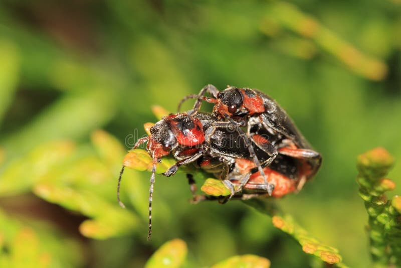 Soldier beetles stock image. Image of mating, shiny, black - 45266717