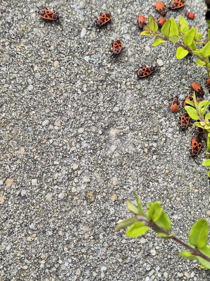 Soldier bugs on the ground stock photo. Image of nature - 383815914