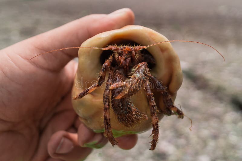 Attacking crab stock image. Image of vacation, gravel - 17219253