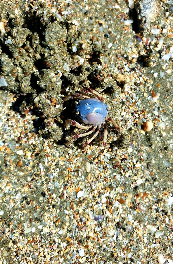 Soldier Crab or Mictyris Longicarpus Stock Image - Image of crab ...