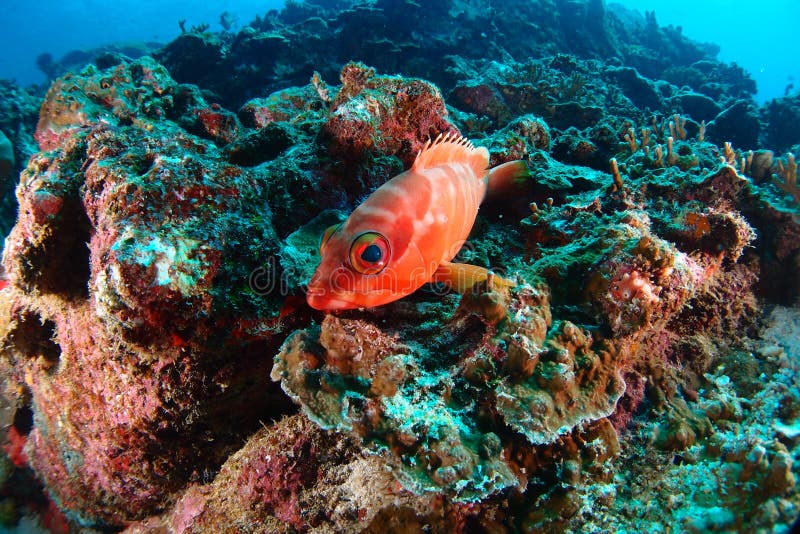 Soldier fish stock image. Image of underwater, reefscape - 63089389