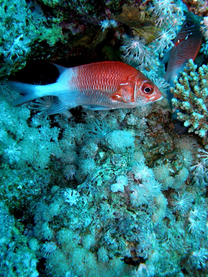 Soldier Fish and Parasite Rider Stock Photo - Image of diver, deep ...