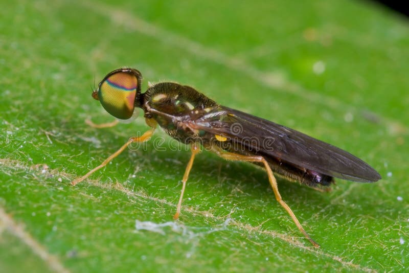 Soldier fly stock photo. Image of insect, outdoor, wild - 10448856