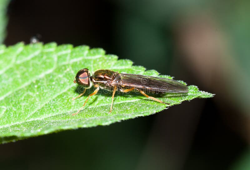 Soldier fly stock photo. Image of garden, closeup, leaf - 19232222