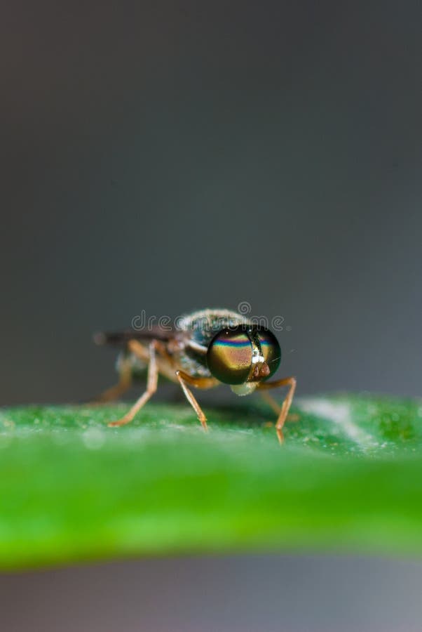 Soldier fly stock image. Image of outdoor, wing, antenna - 19575735