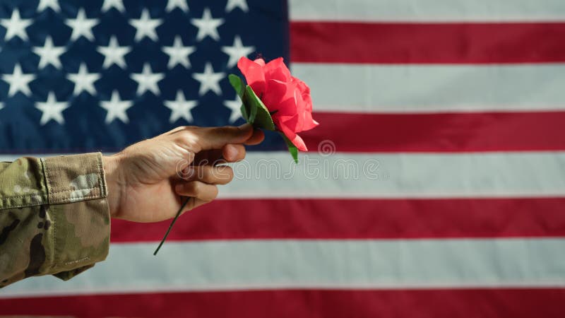 Soldier Hand Holds Red Rose Stock Photo - Image of military, american ...
