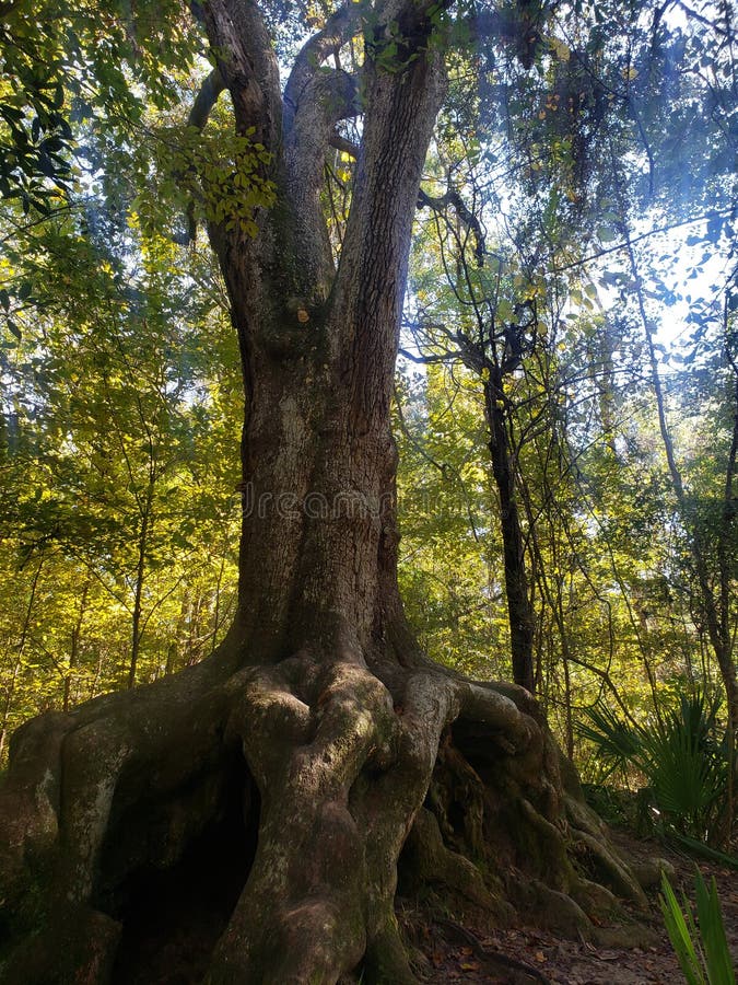Soldier& x27;s Tree stock image. Image of soldiers - 165025251