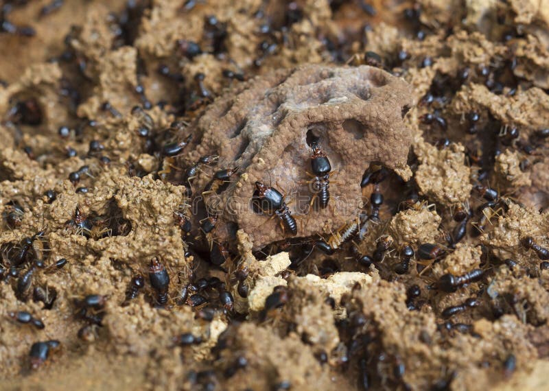 Soldier Termite of Soil Eaters Stock Photo - Image of lumber ...