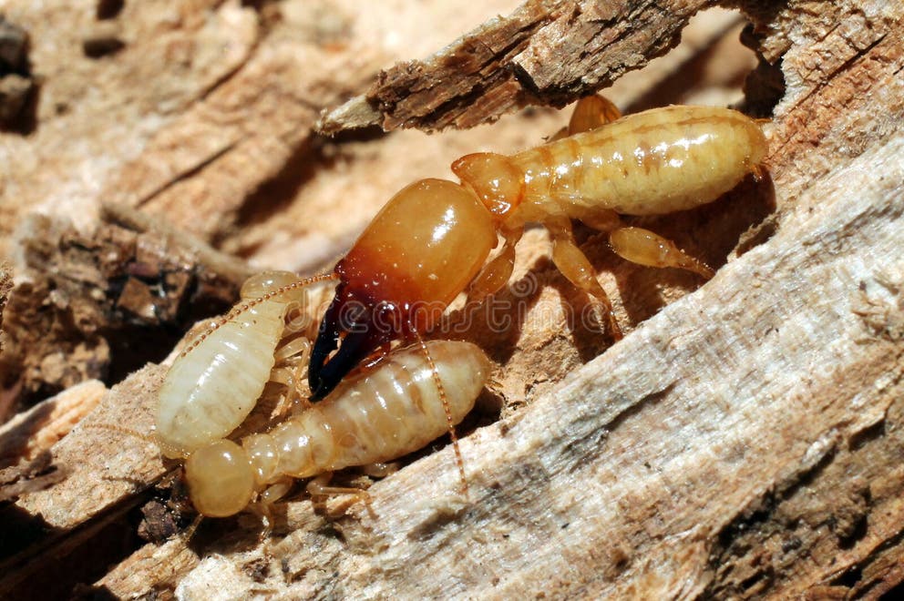 Soldier Termite with Workers Stock Photo - Image of pale, wood: 32036138