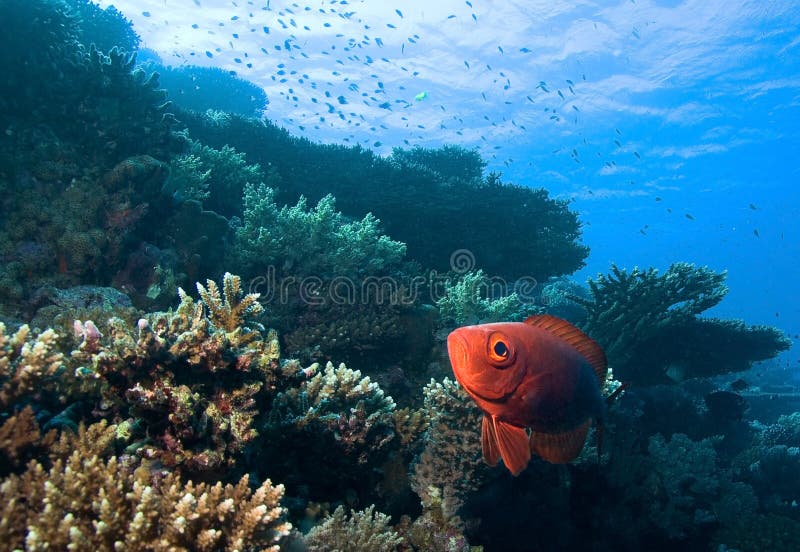 Soldierfish stock image. Image of scuba, soldierfish - 12153169
