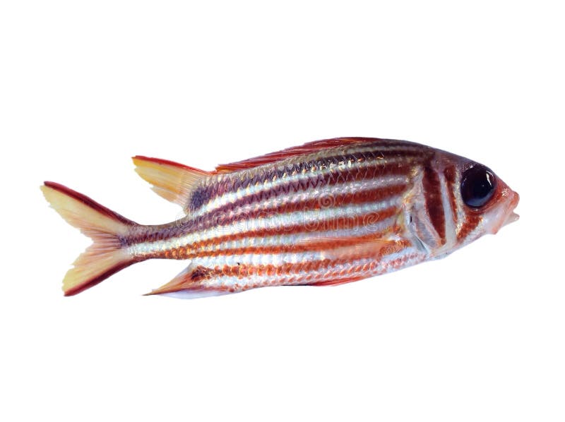 Soldierfish Isolated on White Stock Photo - Image of popular, asia ...