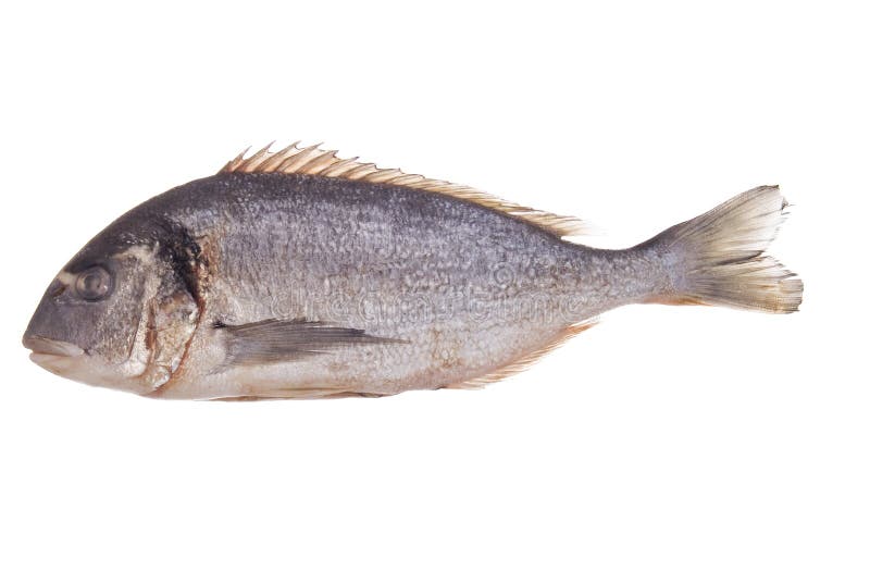 Barramundi fish stock photo. Image of latidae, fish, barramundi - 11898130